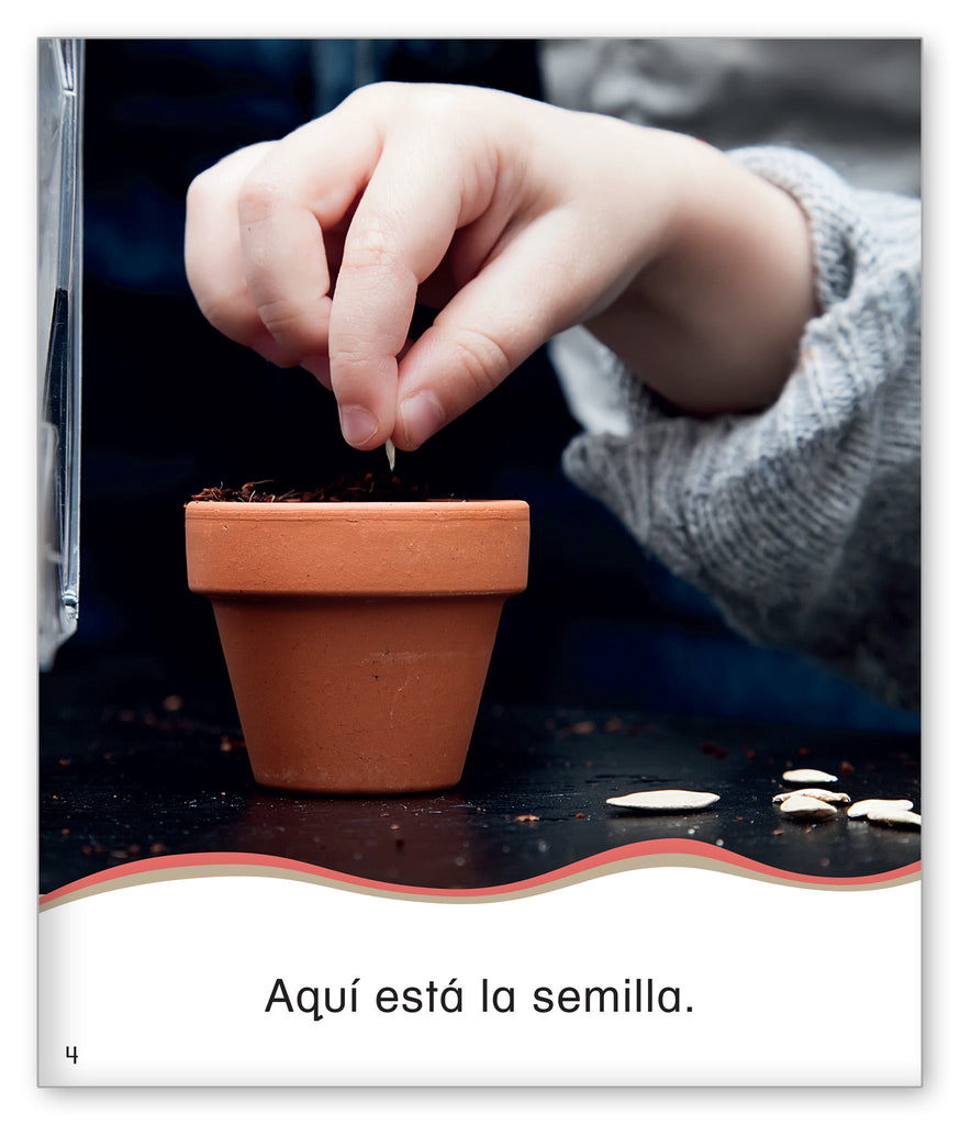La planta en una maceta - Lecturitas - Hameray Publishing