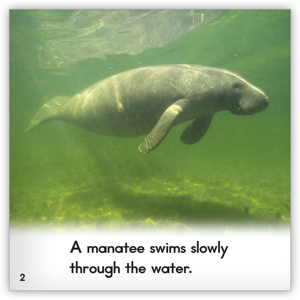 Manatee - Zoozoo Animal World - Hameray Publishing