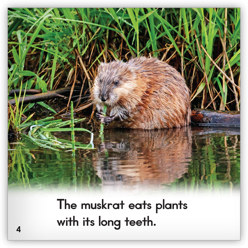 Muskrat Teeth