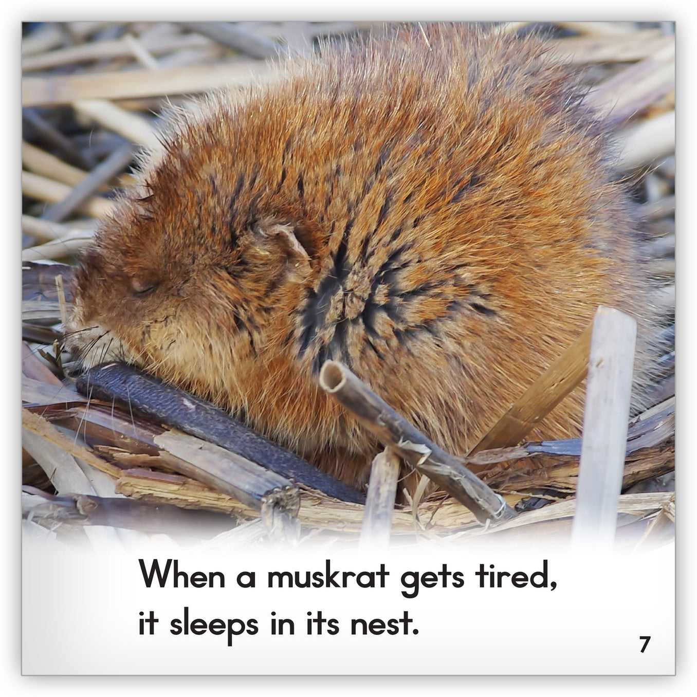 Muskrat - Zoozoo Animal World - Hameray Publishing