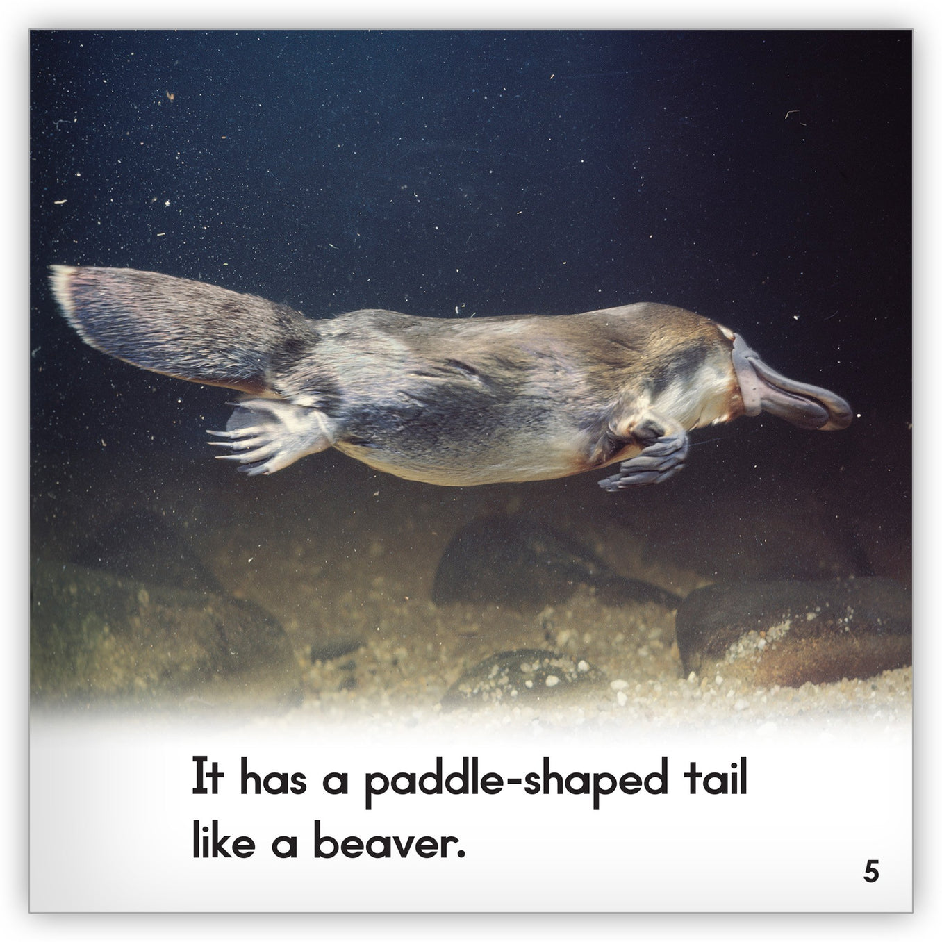 Platypus - Zoozoo Animal World - Hameray Publishing