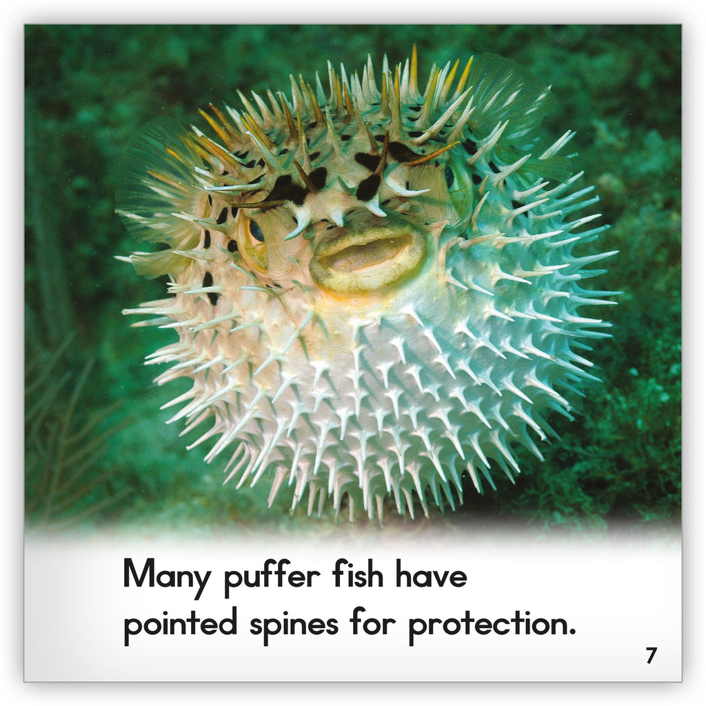 Puffer Fish Big Book - Zoozoo Animal World - Hameray Publishing