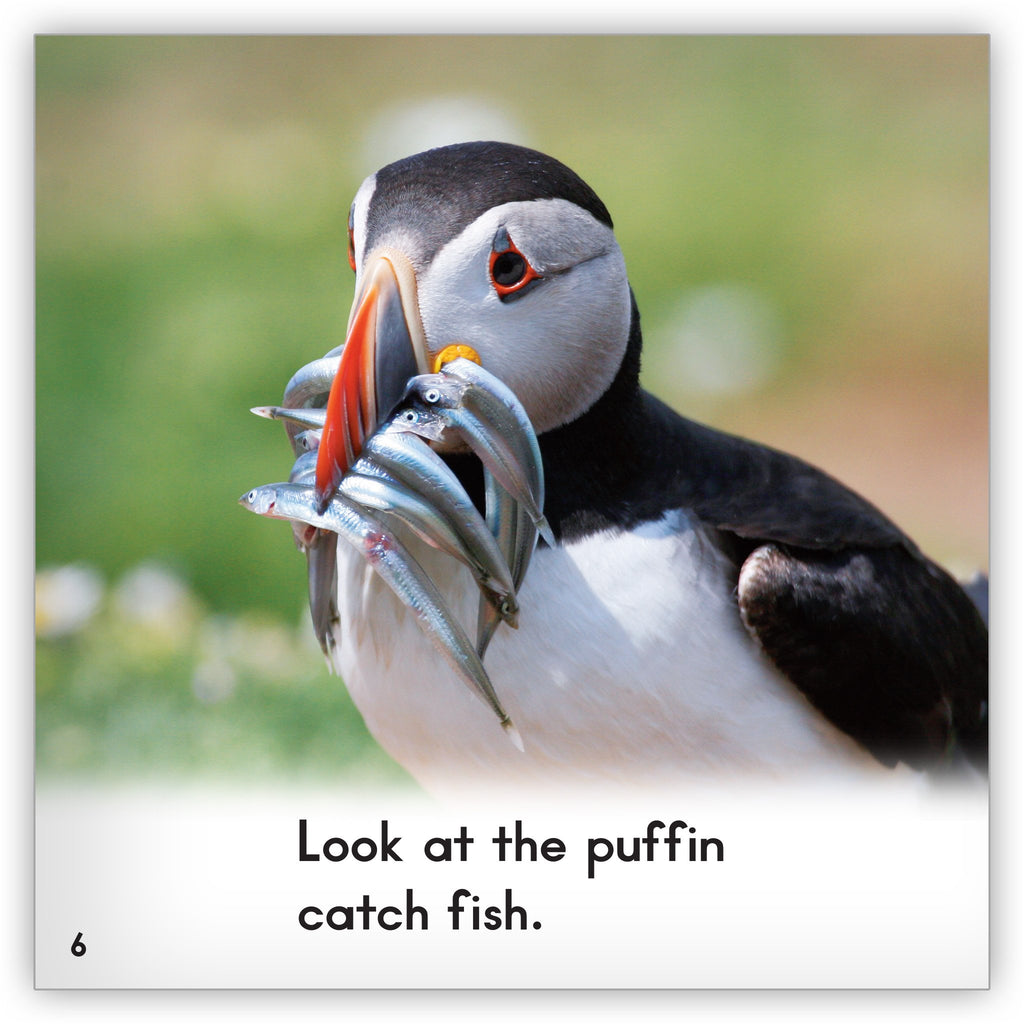 Puffin - Zoozoo Animal World - Hameray Publishing