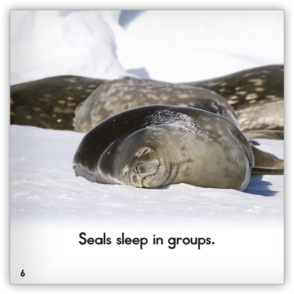 Seal - Zoozoo Animal World - Hameray Publishing