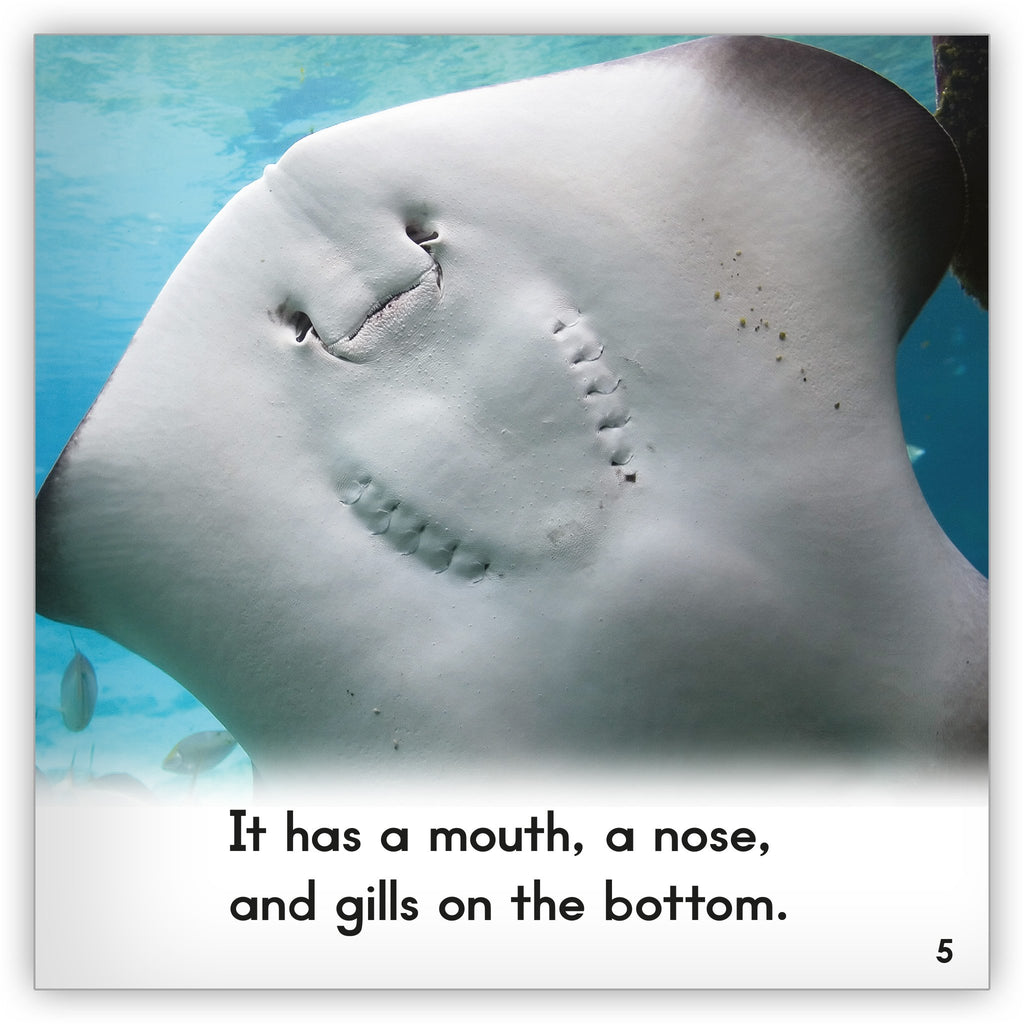 Stingray Big Book - Zoozoo Animal World - Hameray Publishing