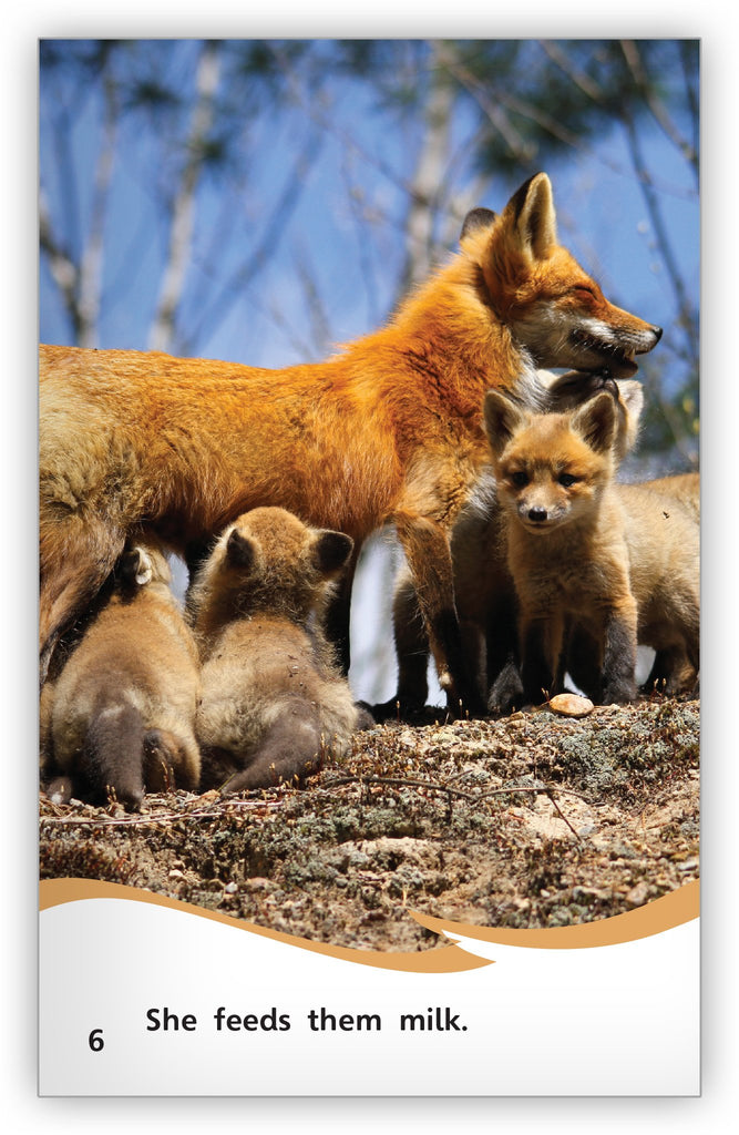 The Life of a Fox Big Book - Fables & the Real World - Hameray Publishing