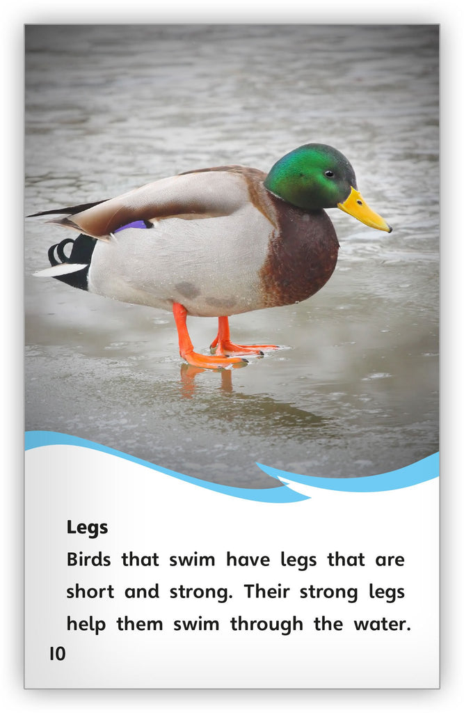 Water Birds - Fables & the Real World - Hameray Publishing