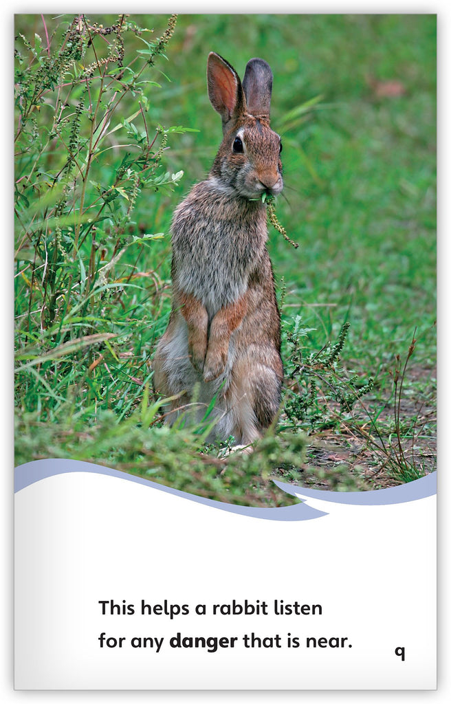 Wild Rabbits - Fables & the Real World - Hameray Publishing