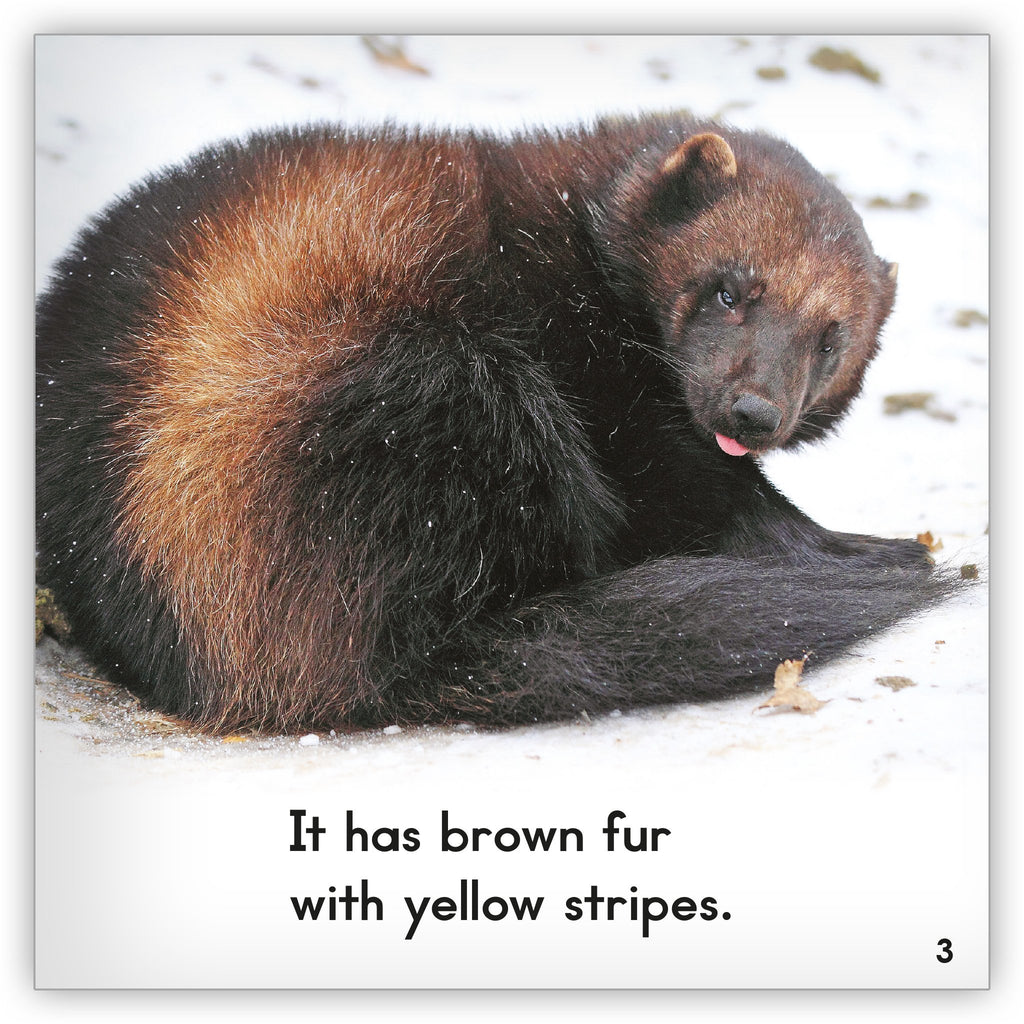 Wolverine - Zoozoo Animal World - Hameray Publishing